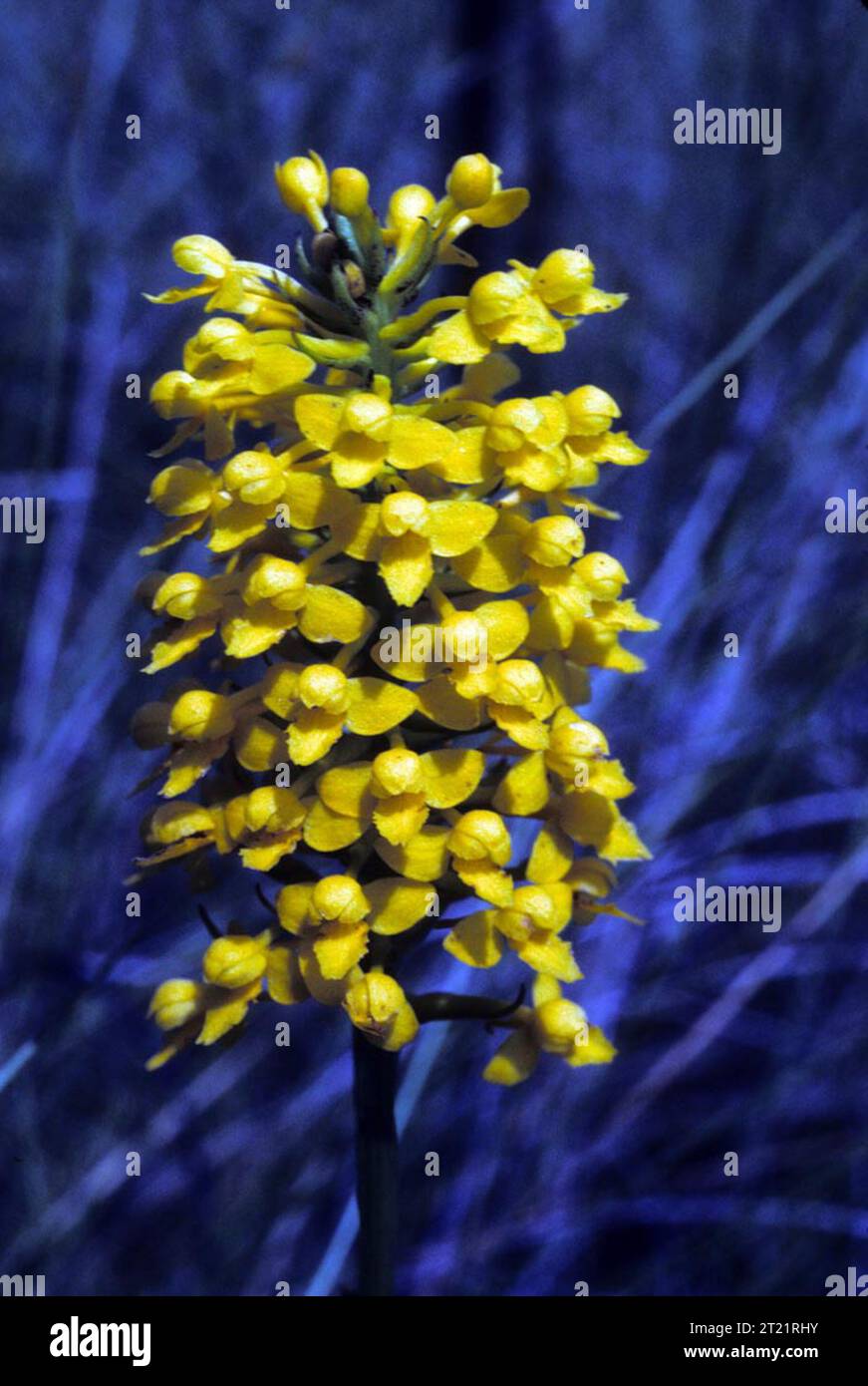 The yellow fringeless orchid, a rare and protected plant species, grows ...