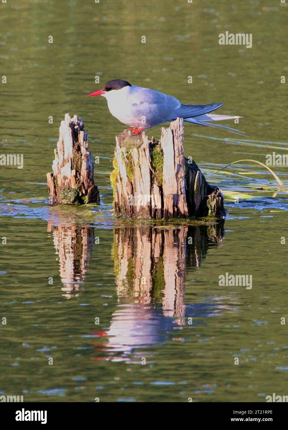 Donna dewhurst collection hi-res stock photography and images - Alamy