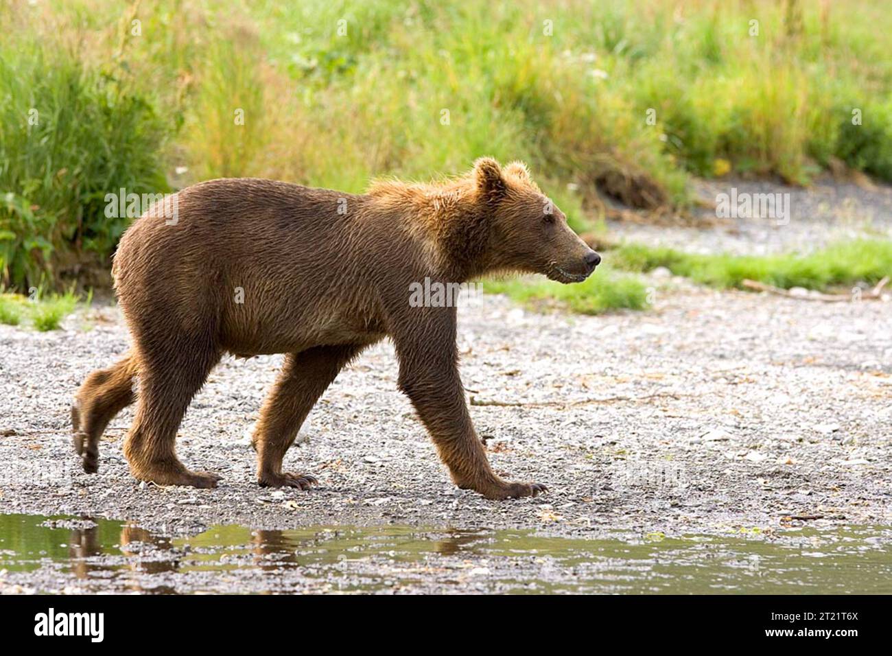 Grizzly bear cub walking. Subjects: Mammals; Wildlife refuges. Location ...
