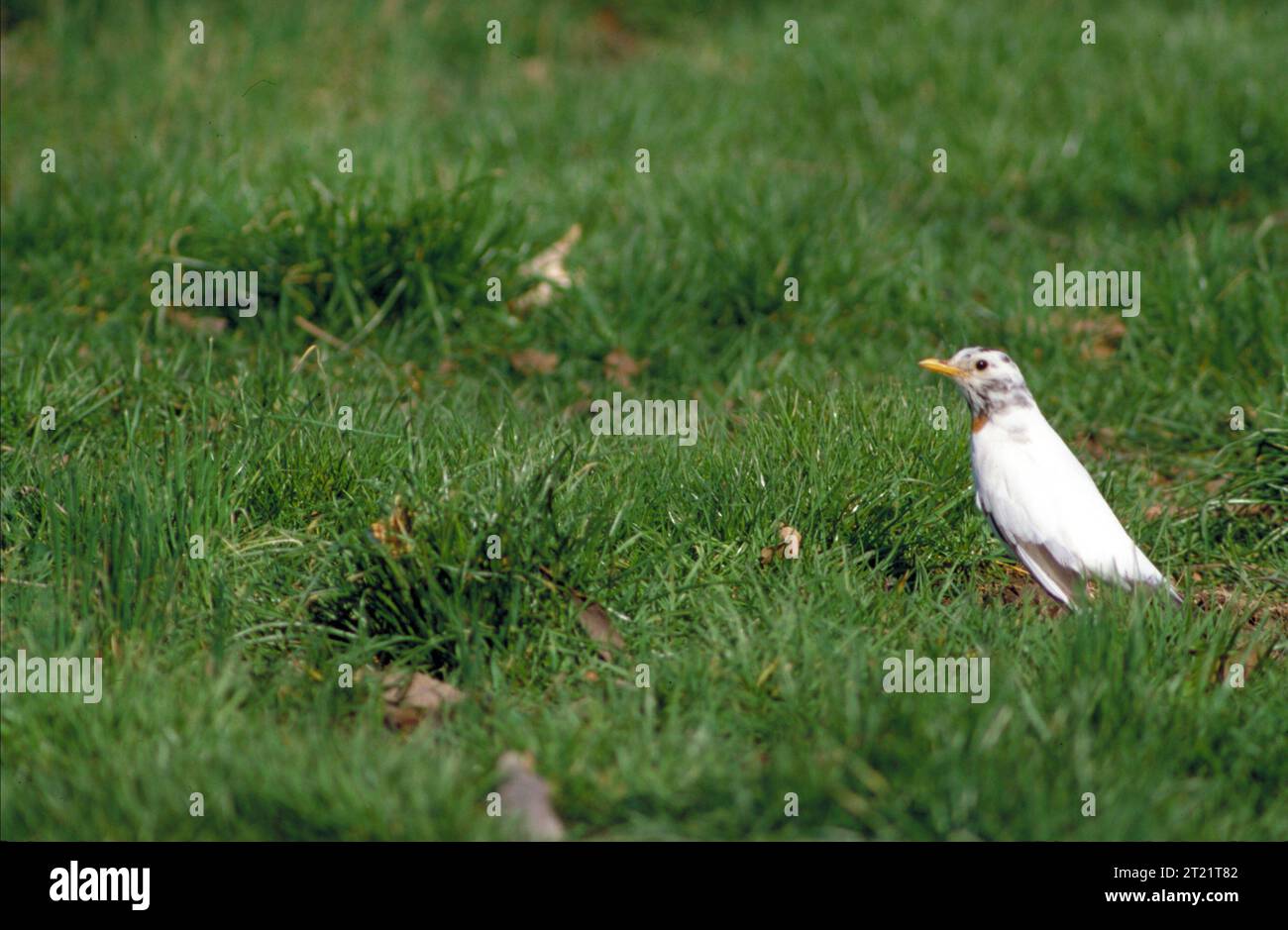 Mottling hi-res stock photography and images - Alamy