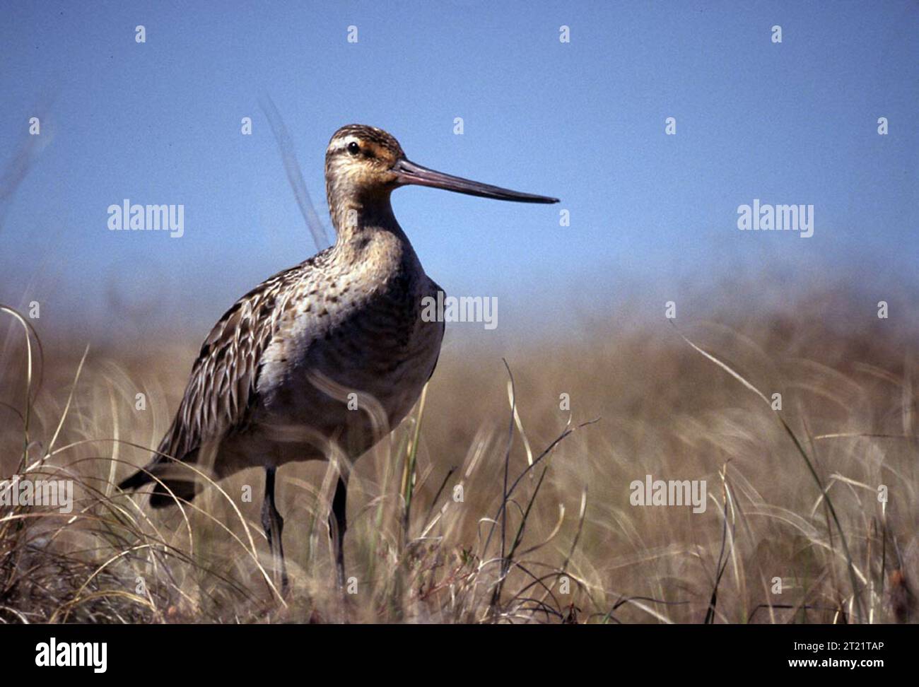 Shorebirds are a diverse avian group. These groups form the 49 species ...