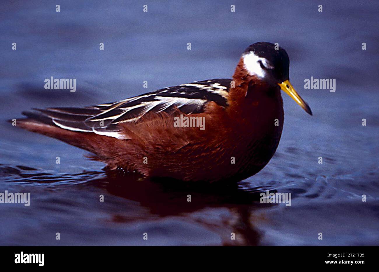 Shorebirds are a diverse avian group. These groups form the 49 species ...