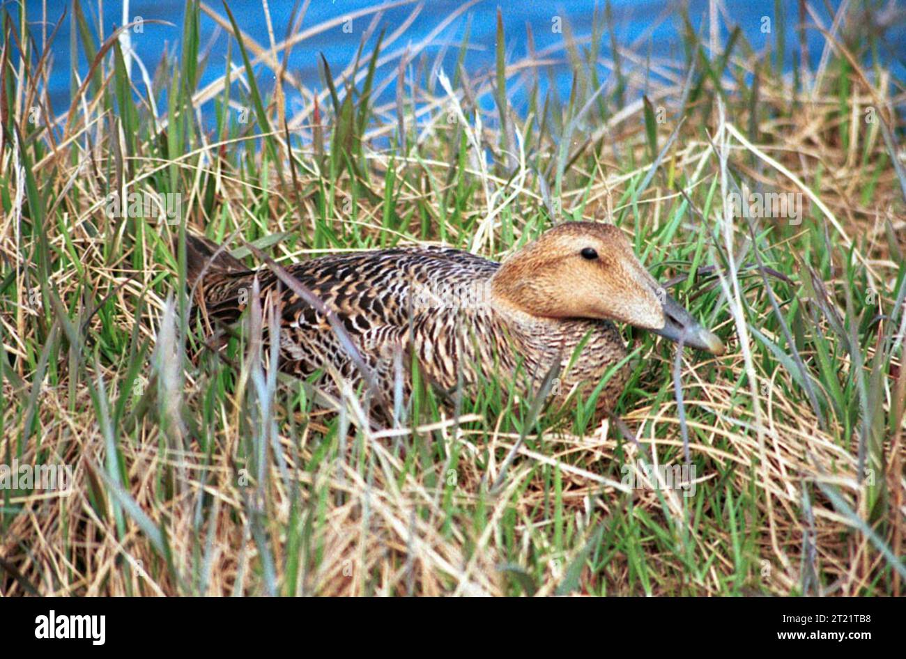 A female common eider, a waterfowl species, is seen on her nest in ...