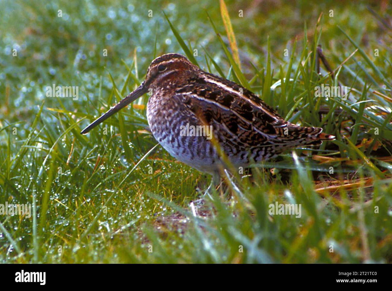 Shorebirds are a diverse avian group. These groups form the 49 species ...