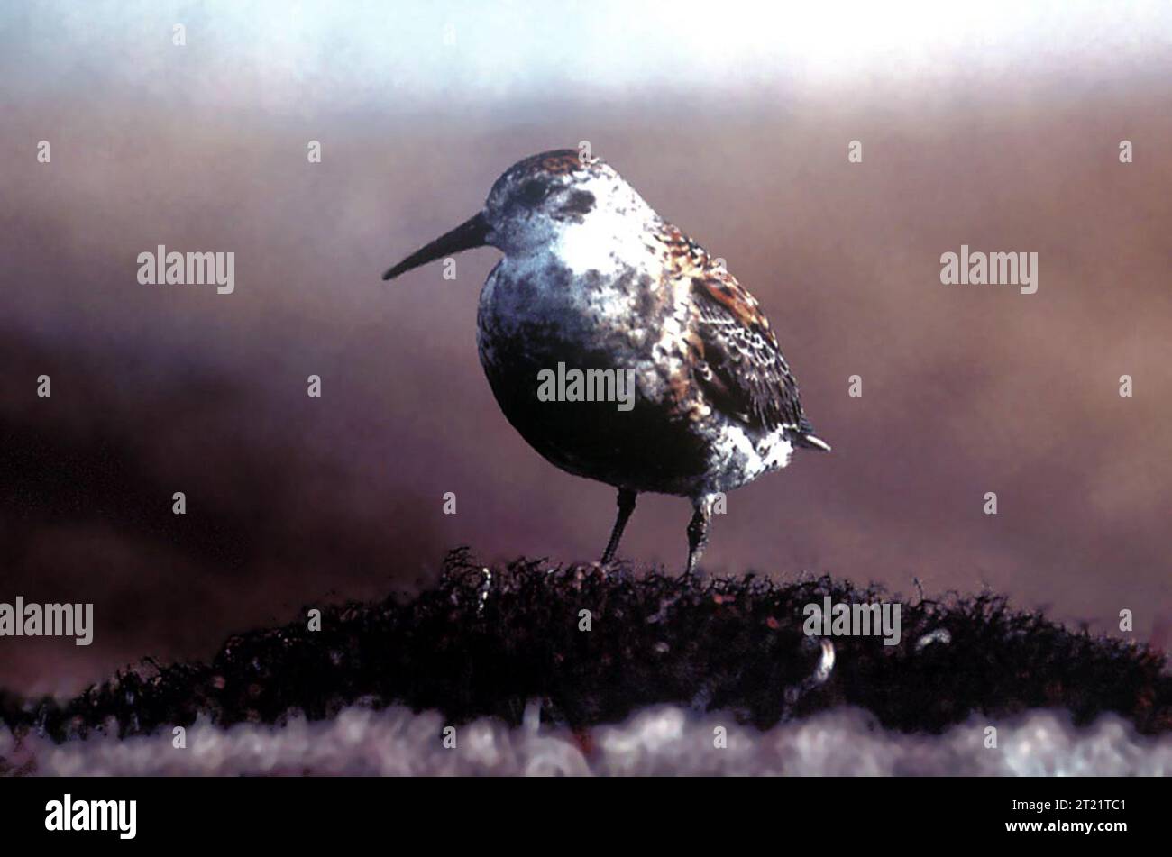 Shorebirds are a diverse avian group. These groups form the 49 species ...