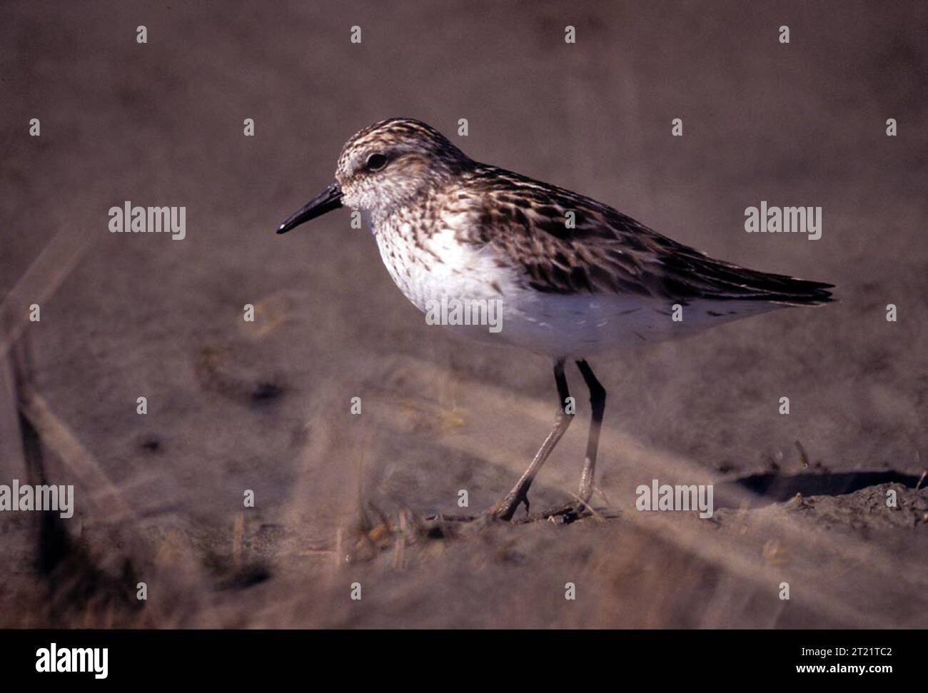 Shorebirds are a diverse avian group. These groups form the 49 species ...