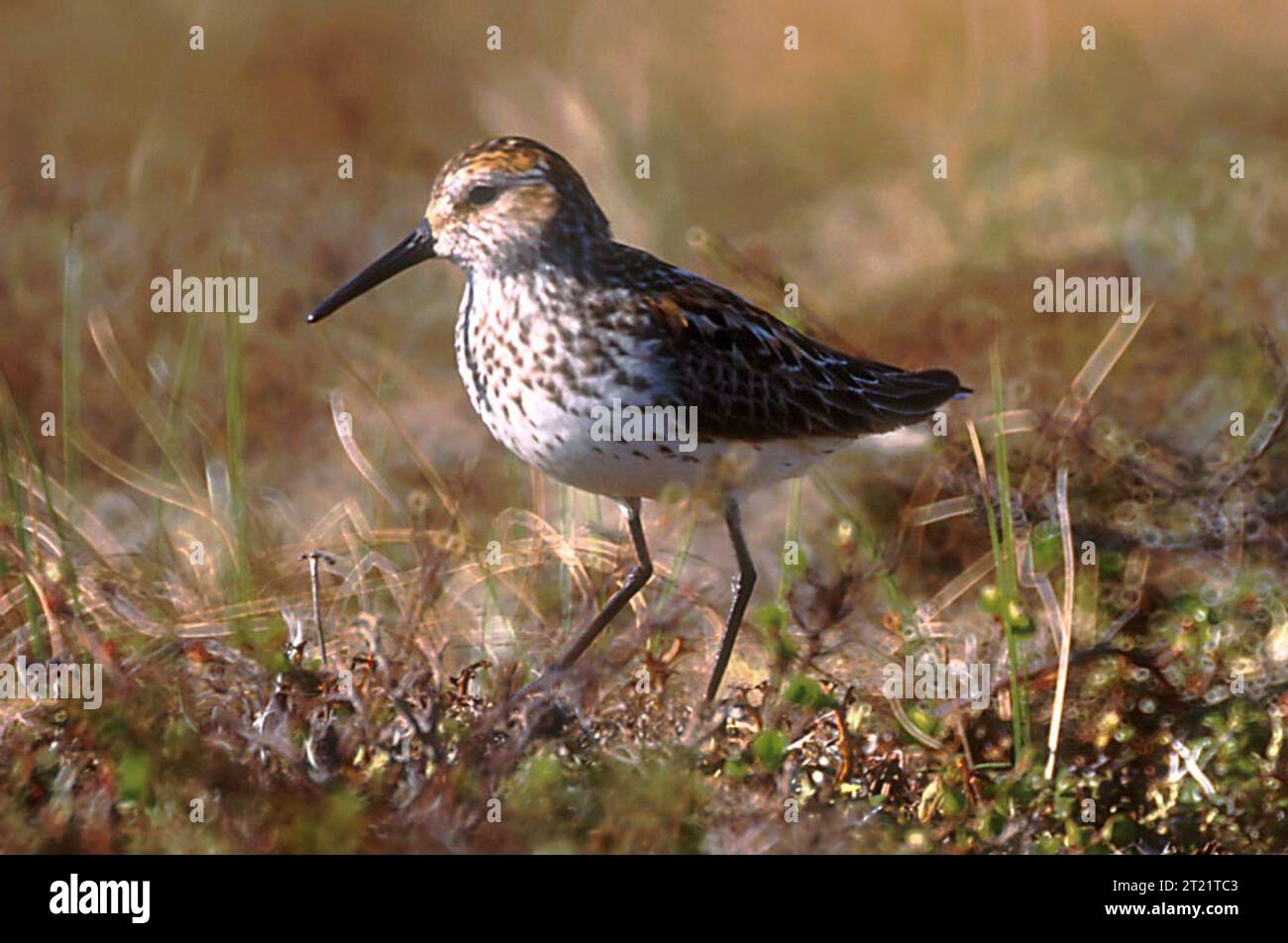 Shorebirds are a diverse avian group. These groups form the 49 species ...