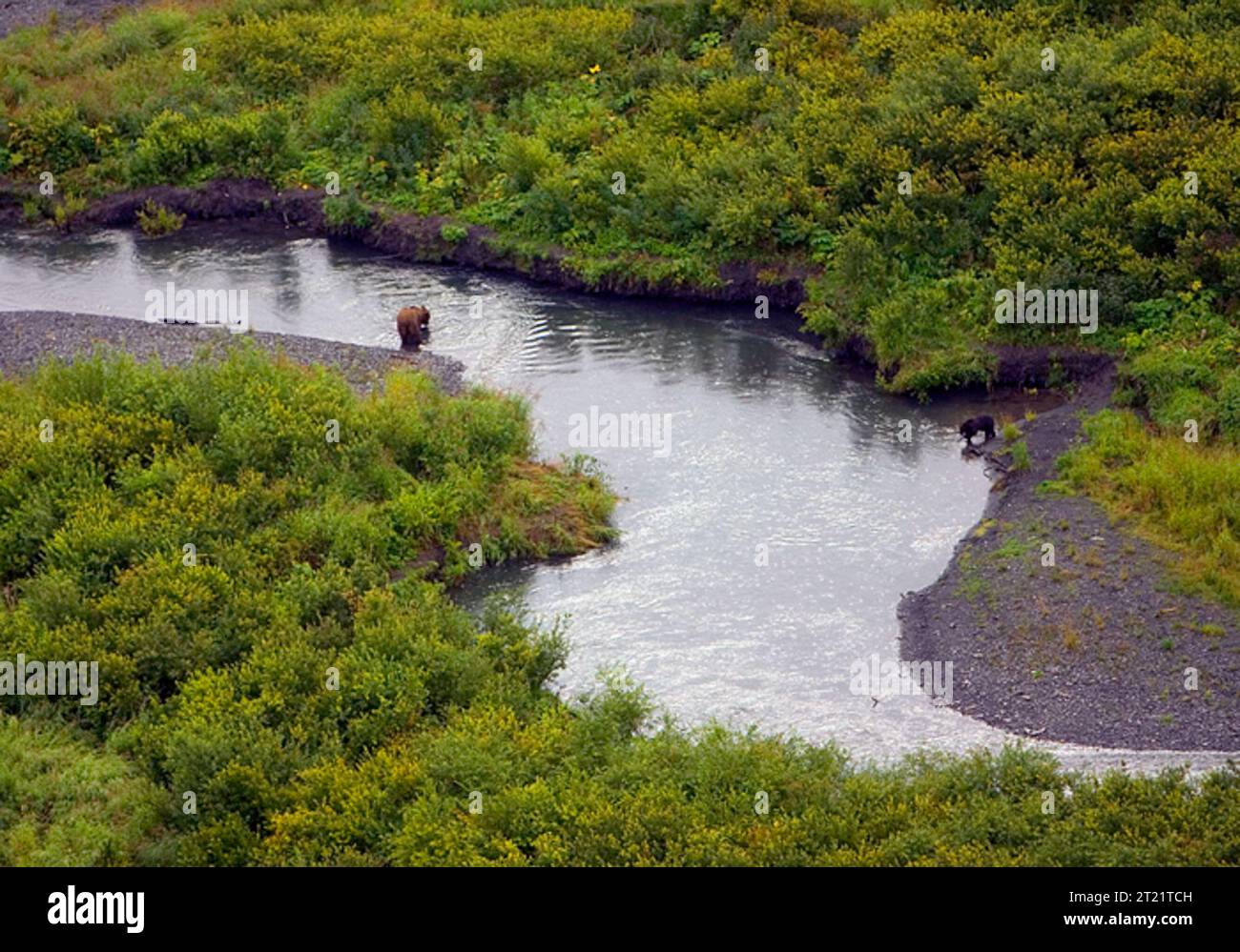 Two bears fishing in a river at the Kenai National Wildlife Refuge ...
