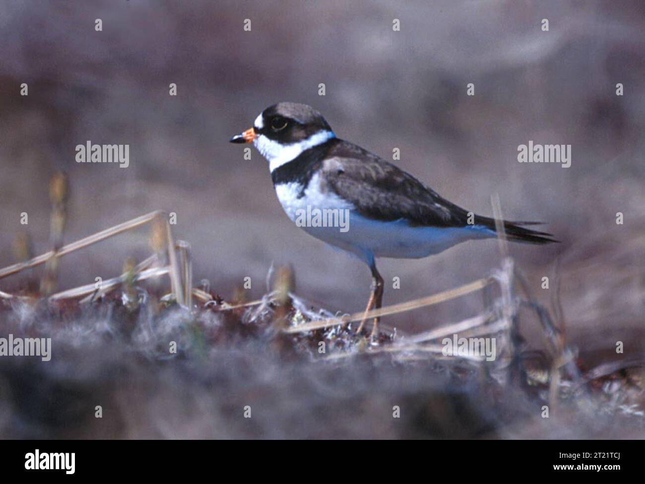 Long thin legs hi-res stock photography and images - Alamy