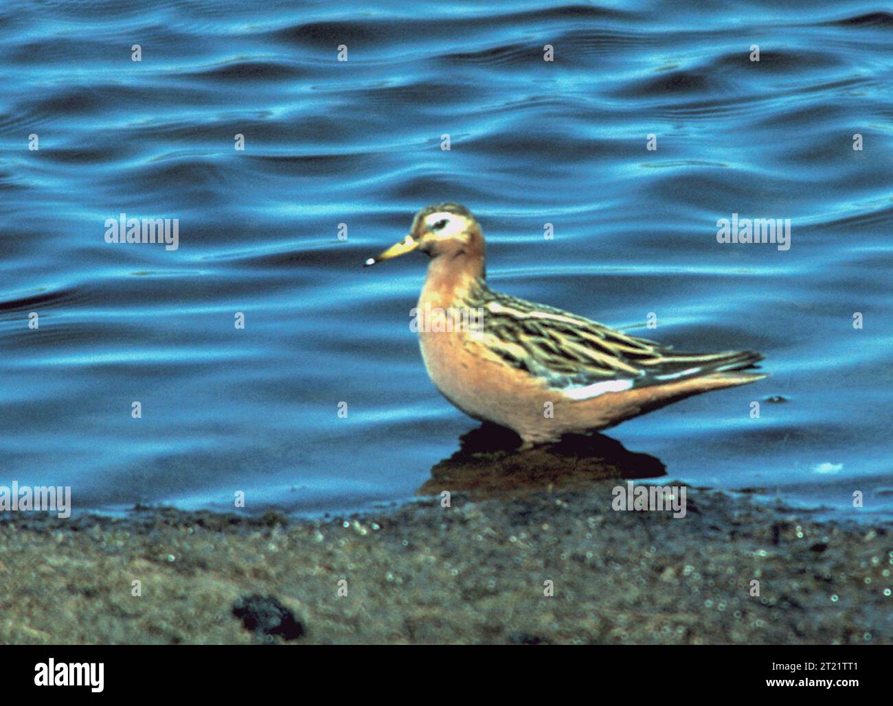 Reph hi-res stock photography and images - Alamy