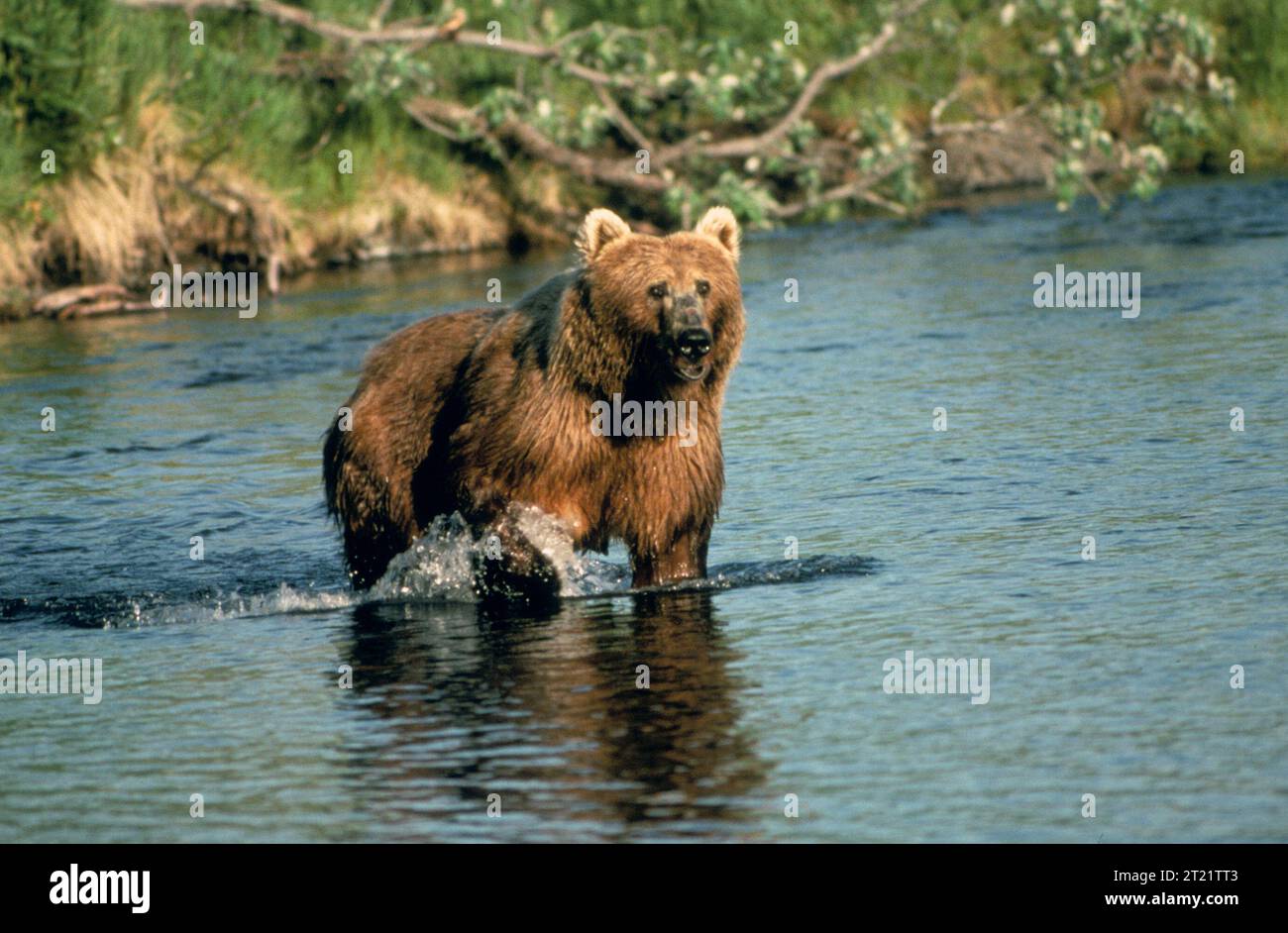 Brown bear in Dog Salmon Creek, Kodiak National Wildlife Refuge ...
