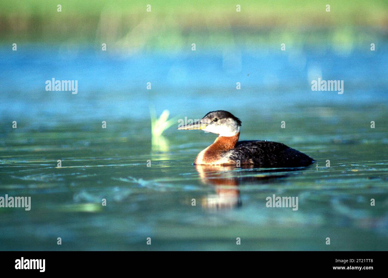 1989. Subjects: ALASKA MARITIME NATIONAL WILDLIFE REFUGE; AMNWR; Birds ...