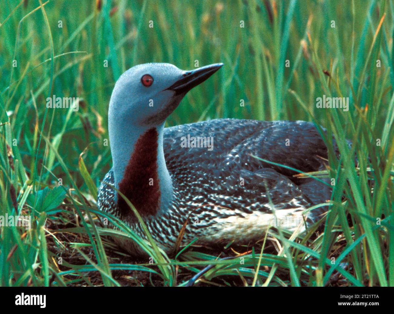 Alaska maritime nwr hi-res stock photography and images - Alamy