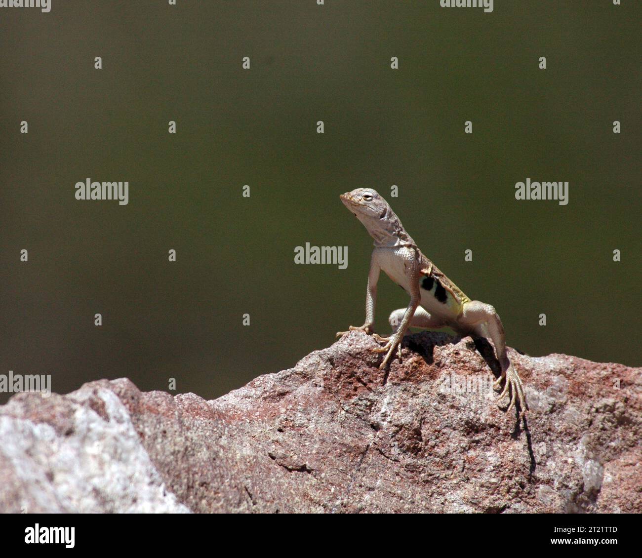Western zebra-tailed lizard perches on a rock to view the area ...