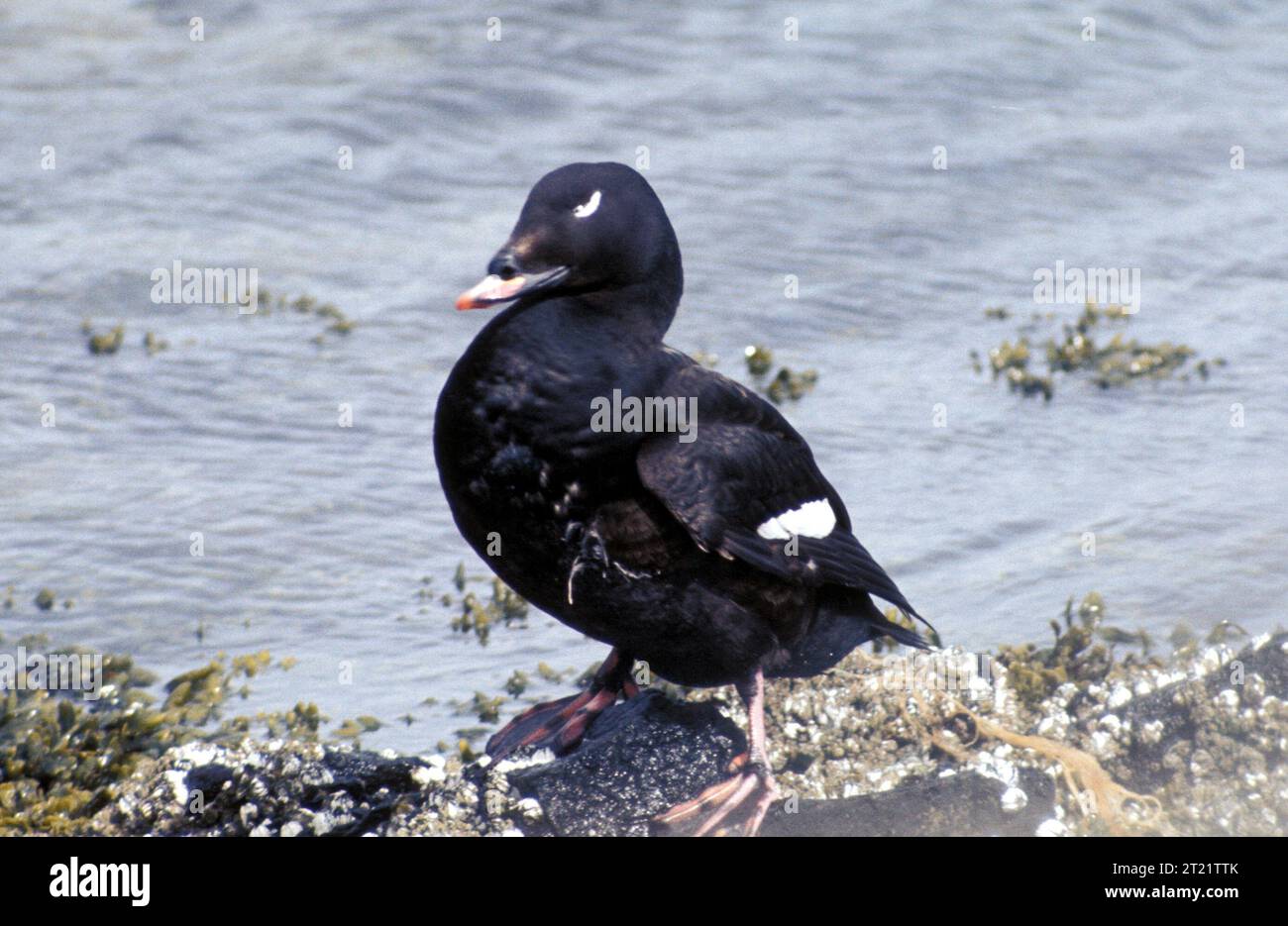25689. Subjects: ALASKA MARITIME NATIONAL WILDLIFE REFUGE; AMNWR; Birds ...