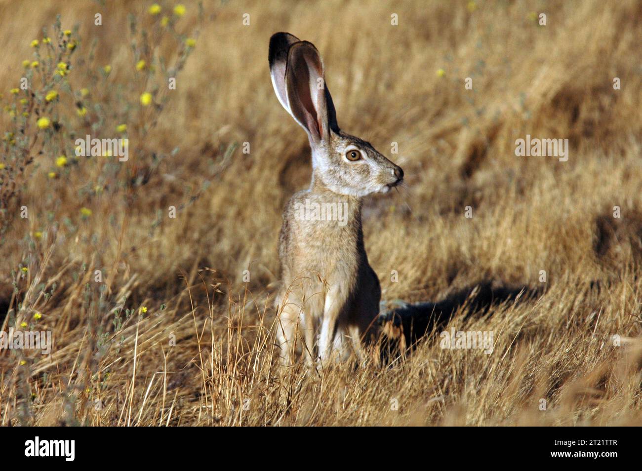 Jackrabbit sits alert waiting to flee from harm. The Black-tailed ...