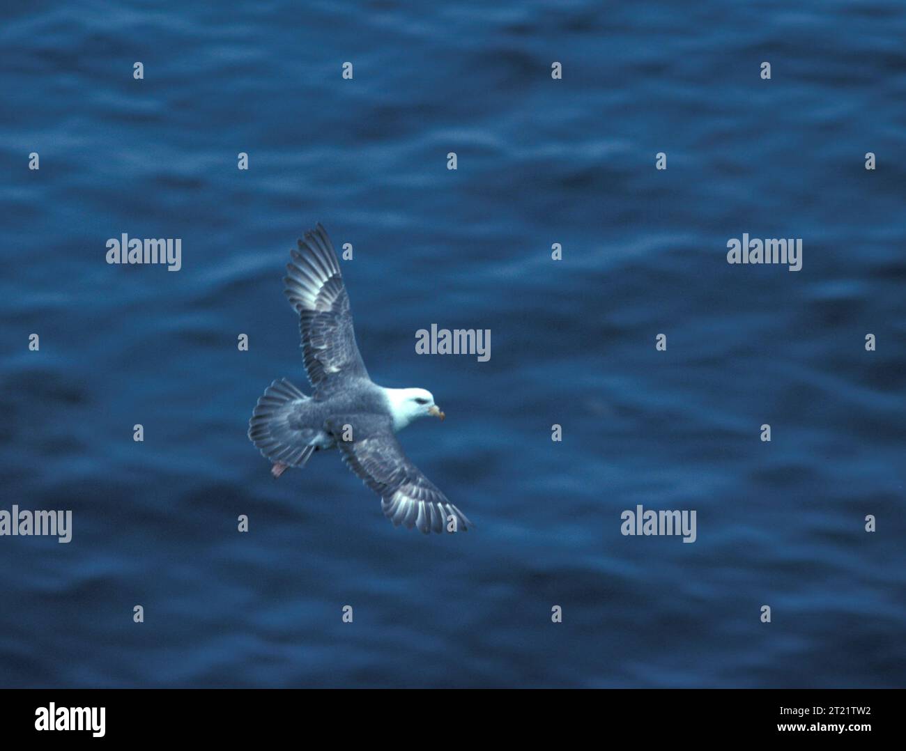 Fulmarus glacialis. Subjects: ALASKA MARITIME NATIONAL WILDLIFE REFUGE ...