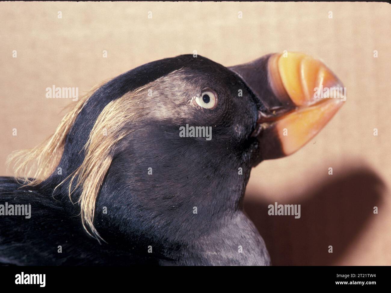 1980. Subjects: ALASKA MARITIME NATIONAL WILDLIFE REFUGE; AMNWR; Birds ...