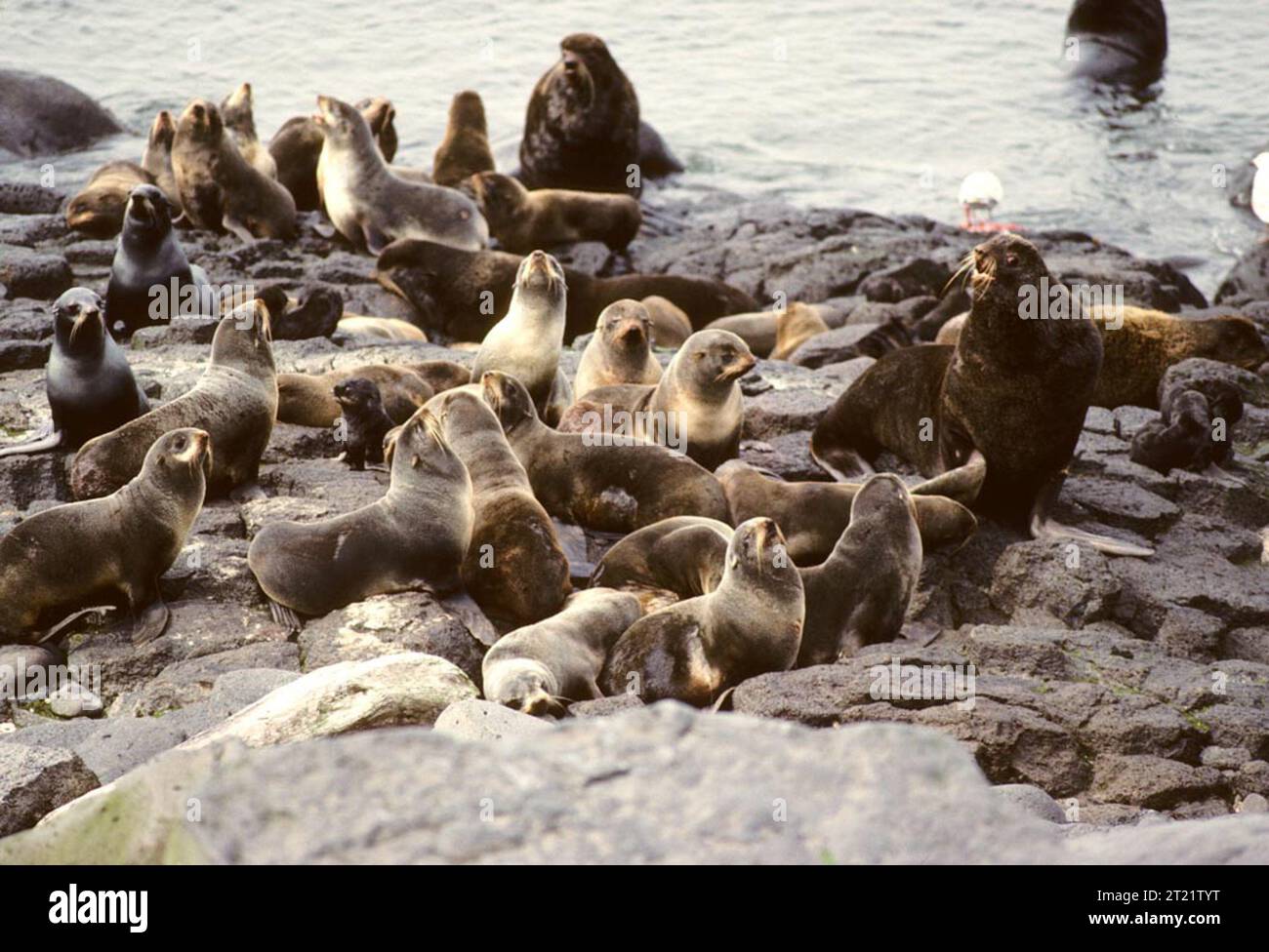 Creator: Boylan, Mike. Subjects: Mammals; Animals; Sea Mammals; Fur ... Creator: Boylan, Mike. Subjects: Mammals; Animals; Sea Mammals; Fur ...