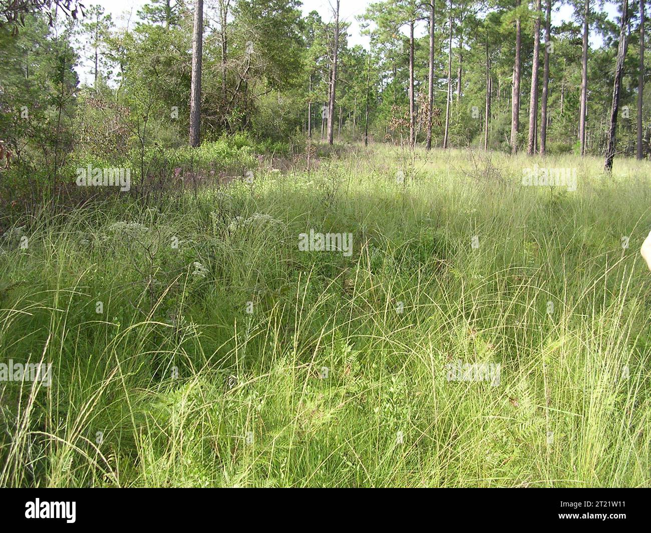 Chaffseed hi-res stock photography and images - Alamy