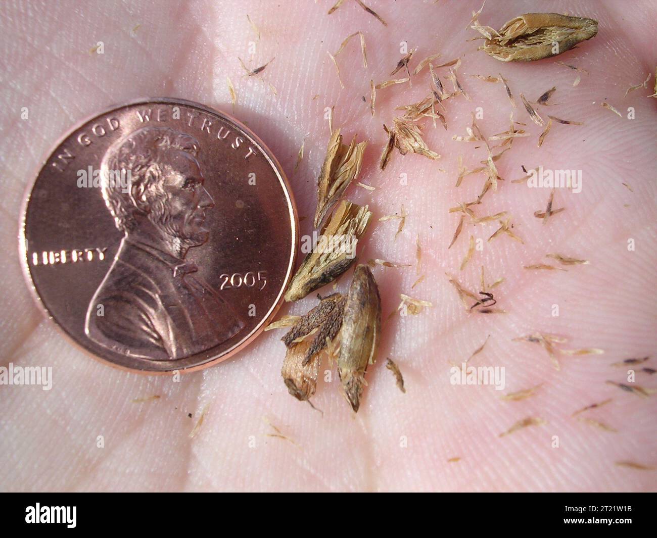 Fire dependent species hi-res stock photography and images - Alamy