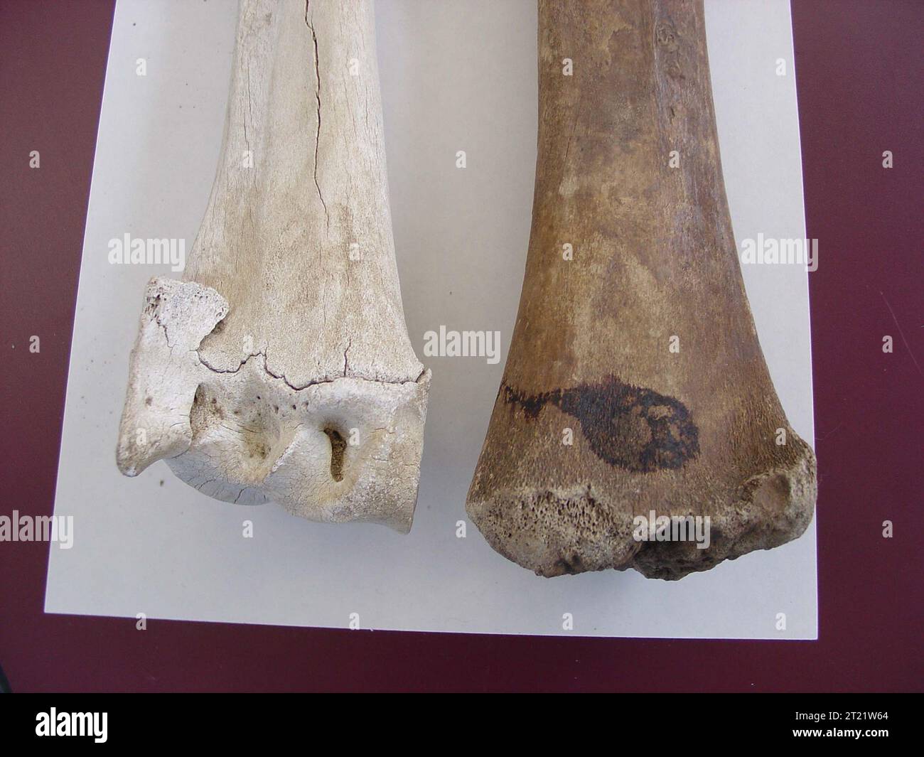 A close-up of the ends of a Bison bone and a corresponding domestic ...
