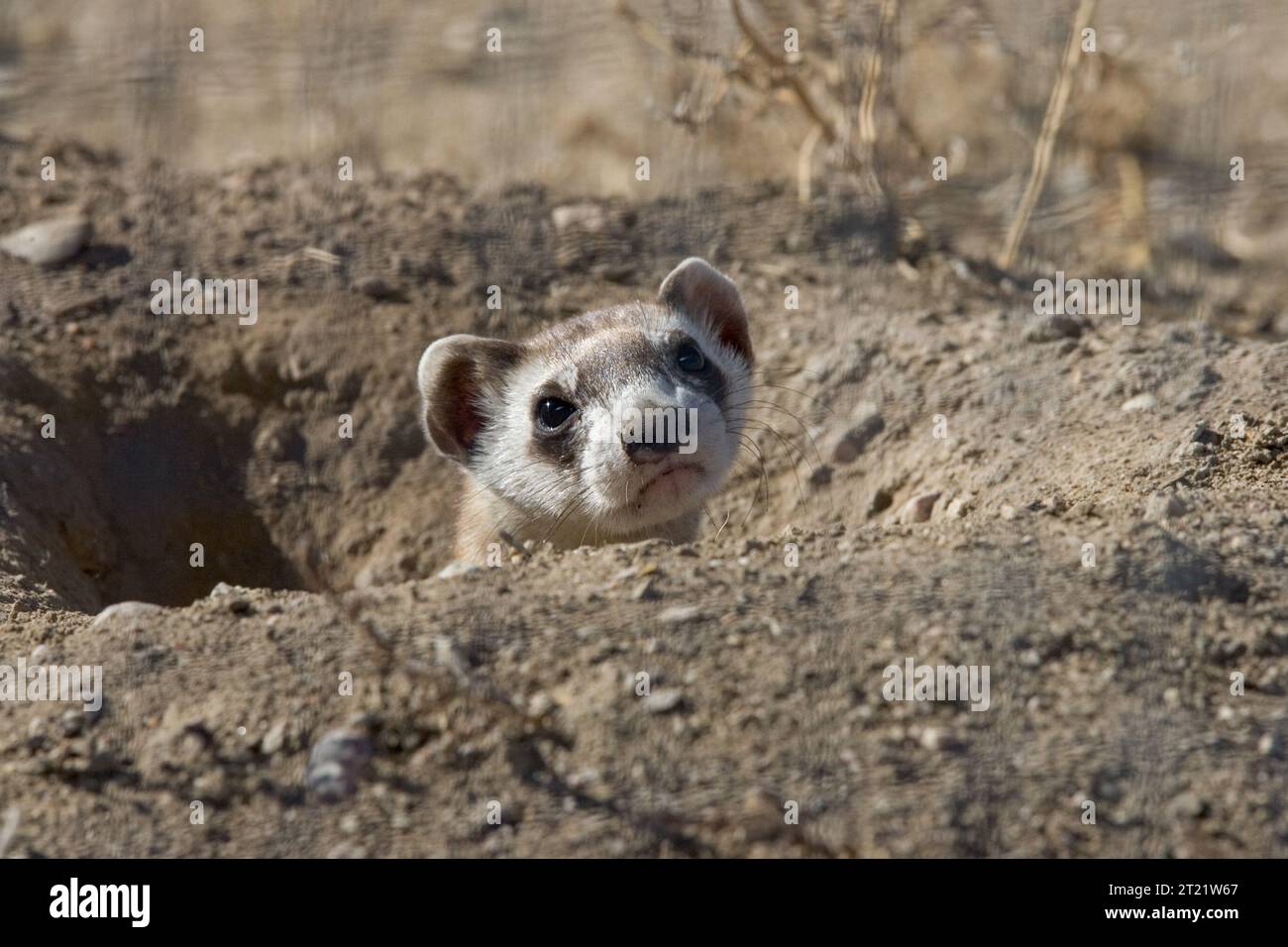 These photos were taken at the Black-Footed Ferret Recovery Program in ...