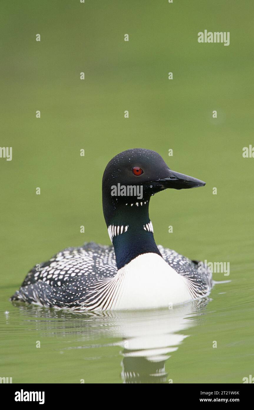 The common loon is best known for its call and is one of the most ...