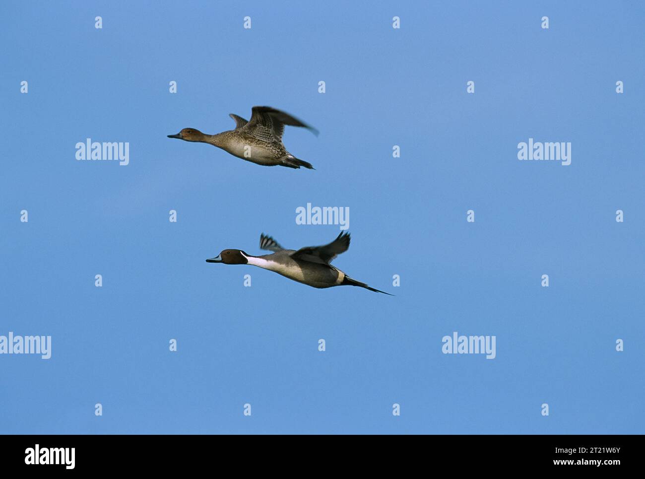 A pair of Northern Pintails, a striking waterfowl species, flies over ...