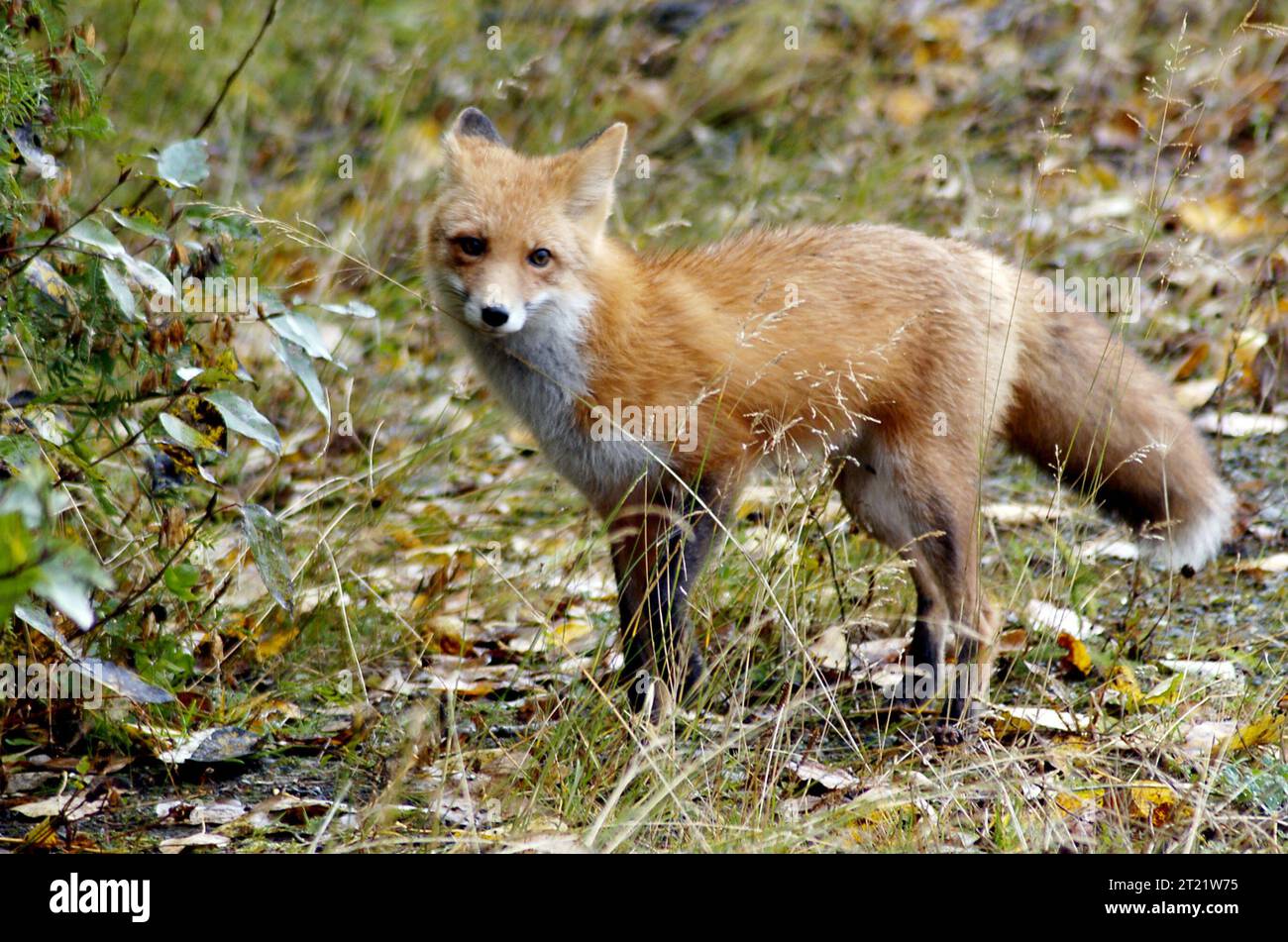 Creator: Laubenstein, Ronald. Subjects: Mammals; Animals; Fox; Red Fox ...