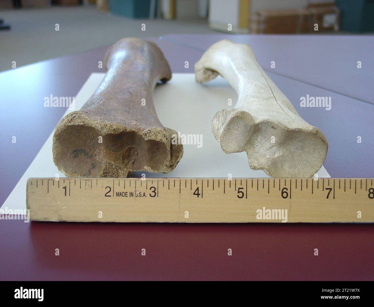 Close view with measurement of brown Bison bone compared in size to ...