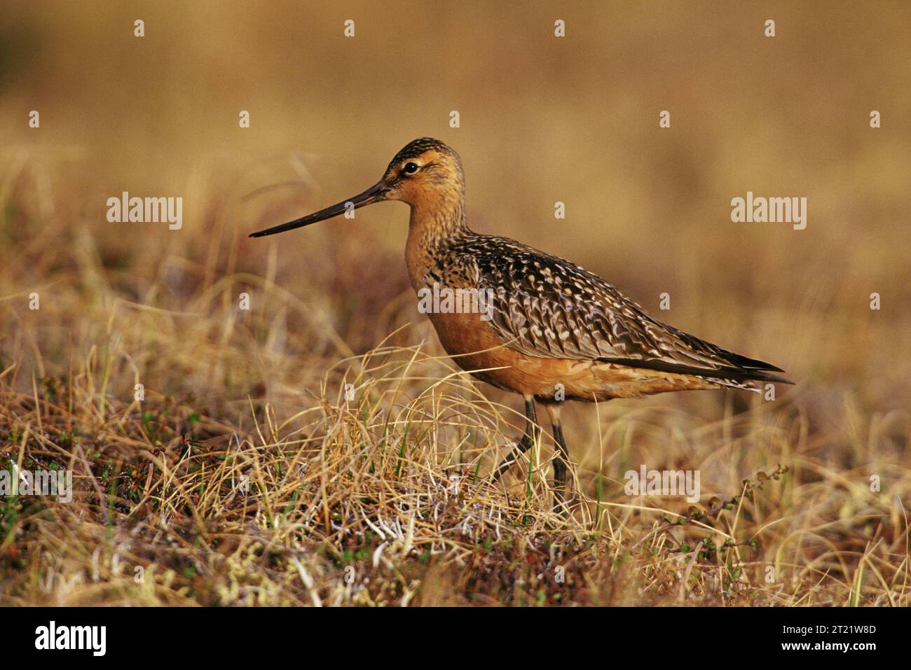 Bar-tailed Godwits are large wading birds at about 37 to 45 cm. The Bar ...