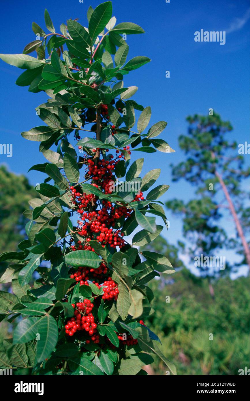 Close-up of introduced invasive plant species with shiny green leaves ...