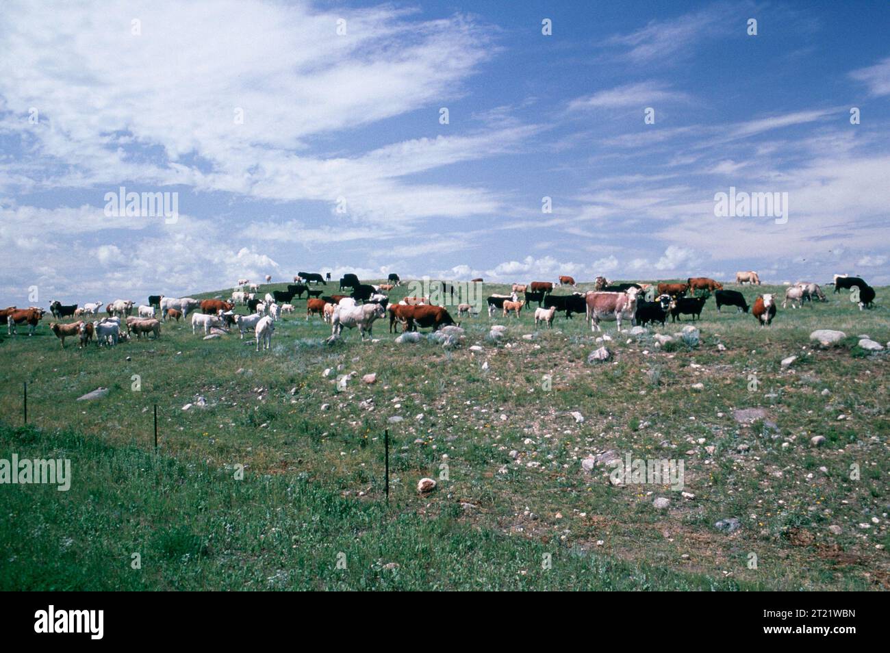 Over grazed pasture hi-res stock photography and images - Alamy