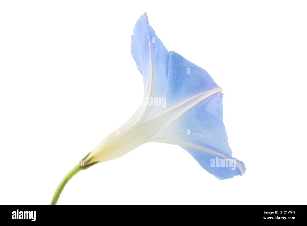 Morning glory, Ipomoea tricolor, flower, side view, isolated against ...