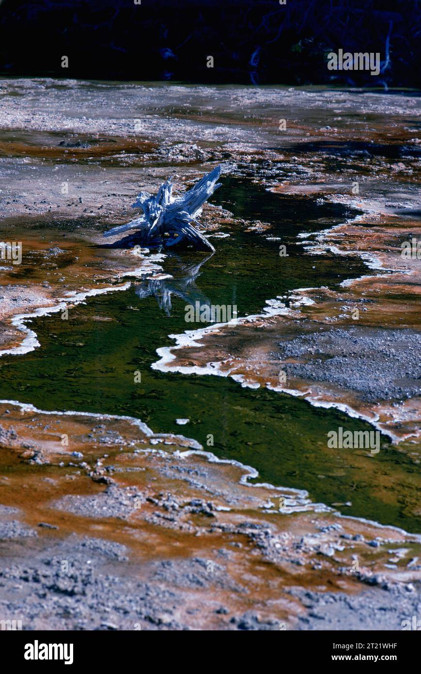Different colored algae and dead tree stump in geyser runoff water in ...
