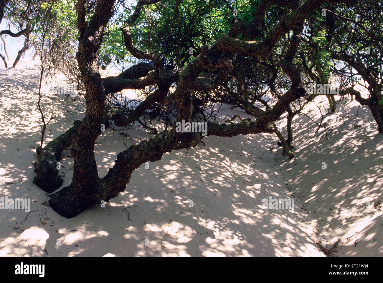 Sand dune in Cumberland National Seashore starting to cover trunk of ...