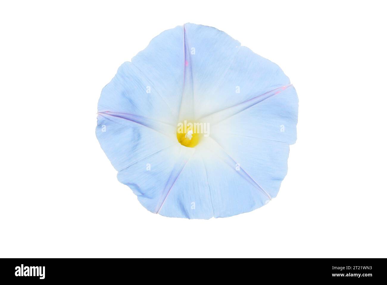Glory morning flower isolated Cut Out Stock Images & Pictures - Alamy