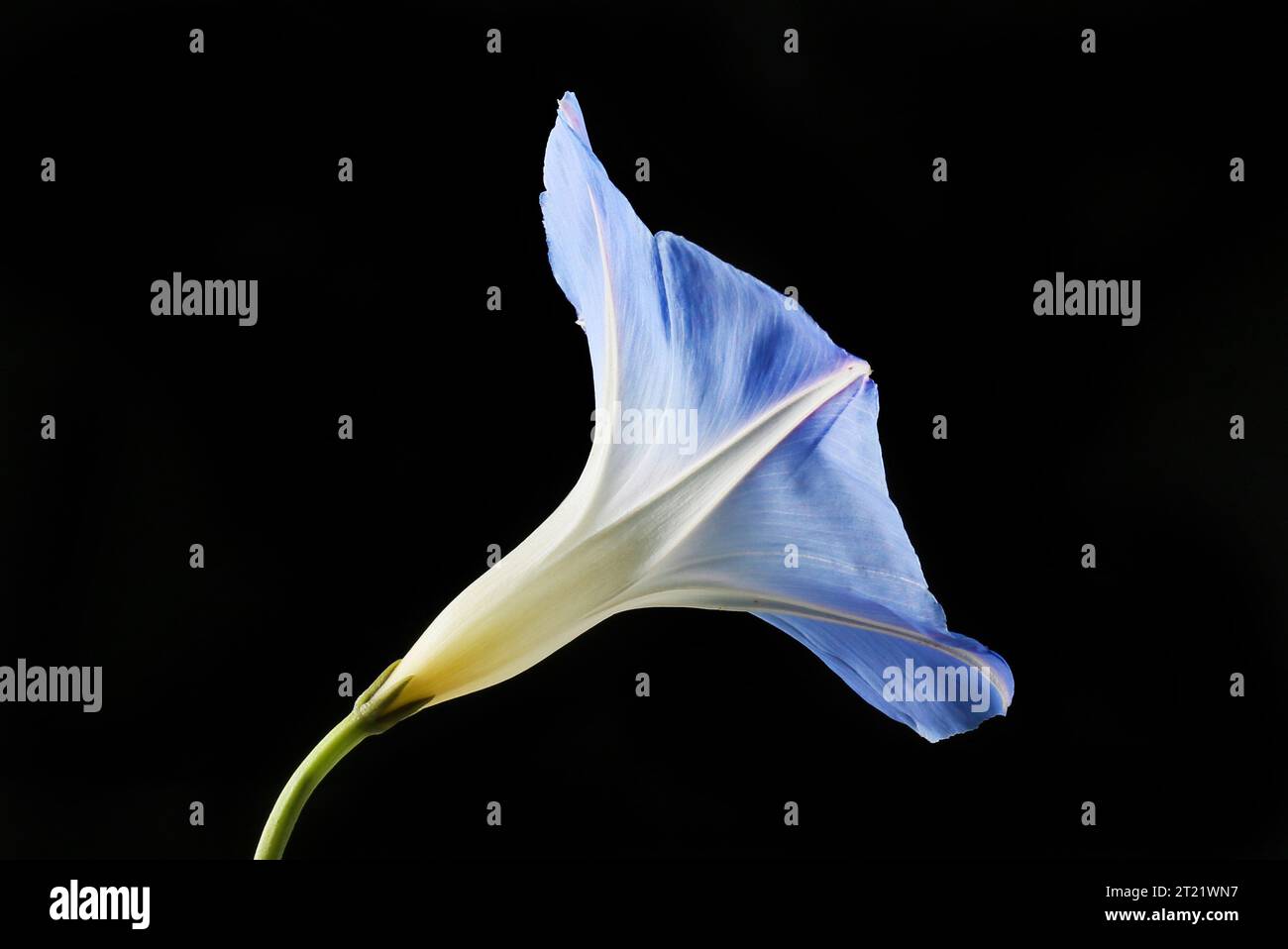 Morning glory, Ipomoea tricolor, flower, side view, isolated against ...