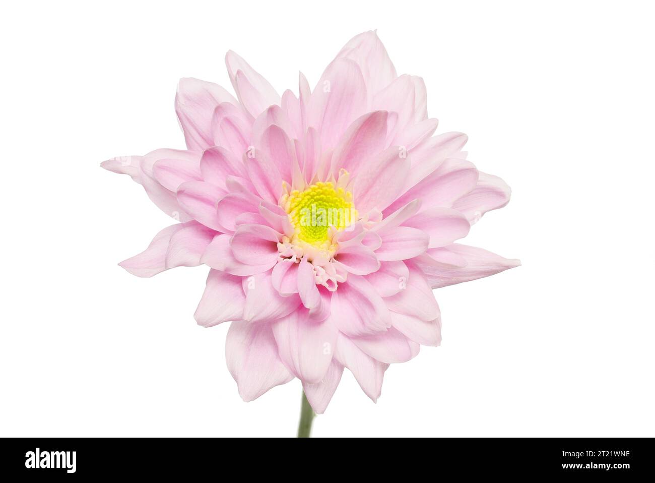 Single pastel pink coloured chrysanthemum flower isolated against white ...