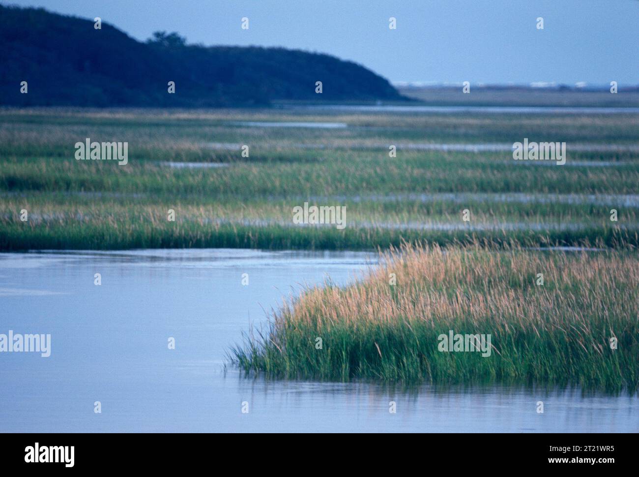 A wide view of salt marsh wetlands featuring dense stands of Spartina ...