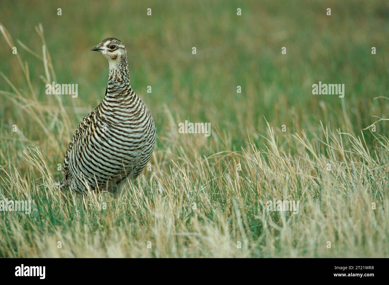 A female greater prairie chicken stands alert in tall grass, showing ...