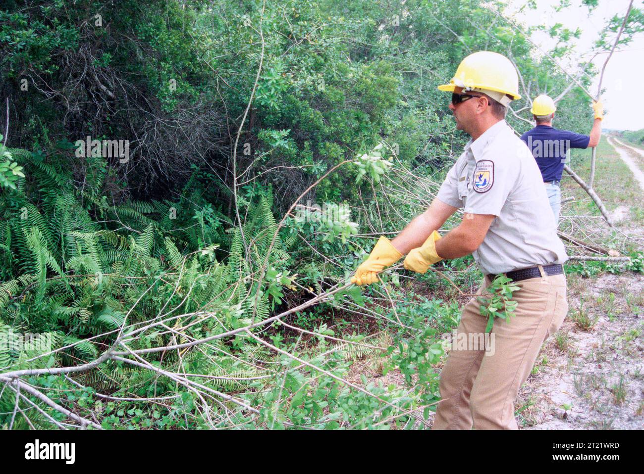 Fish and Wildlife Service employee pulling out Brazilian pepper plants ...