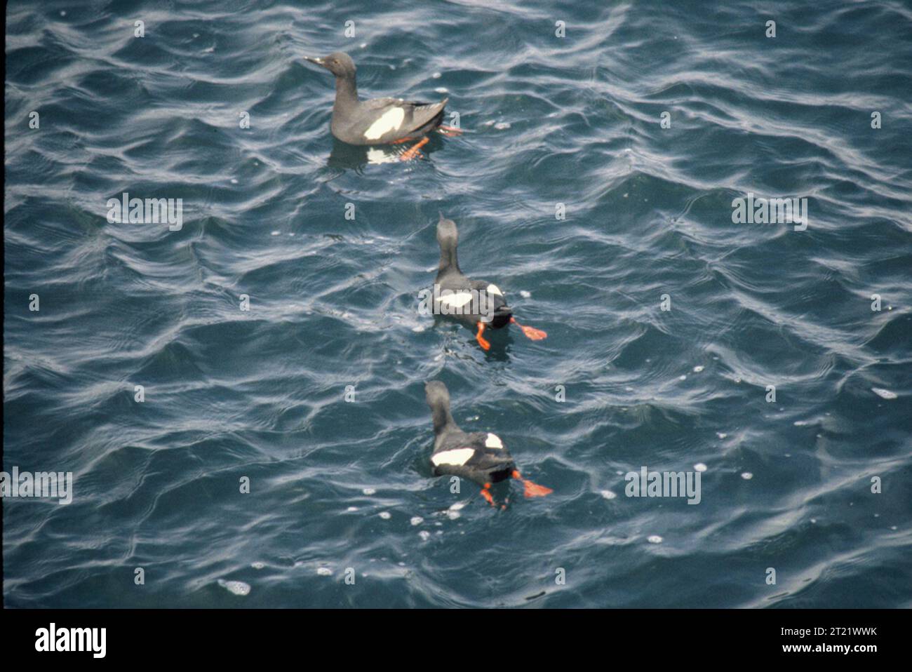 A Pigeon Guillemot in flight over the ocean waters. This seabird is ...