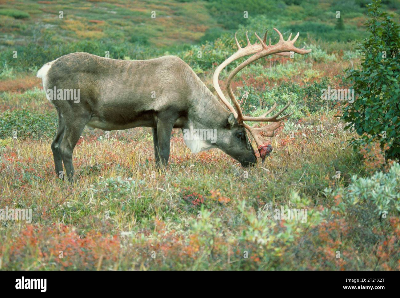 In Denali National Park, close view of a large buck grazing among ...