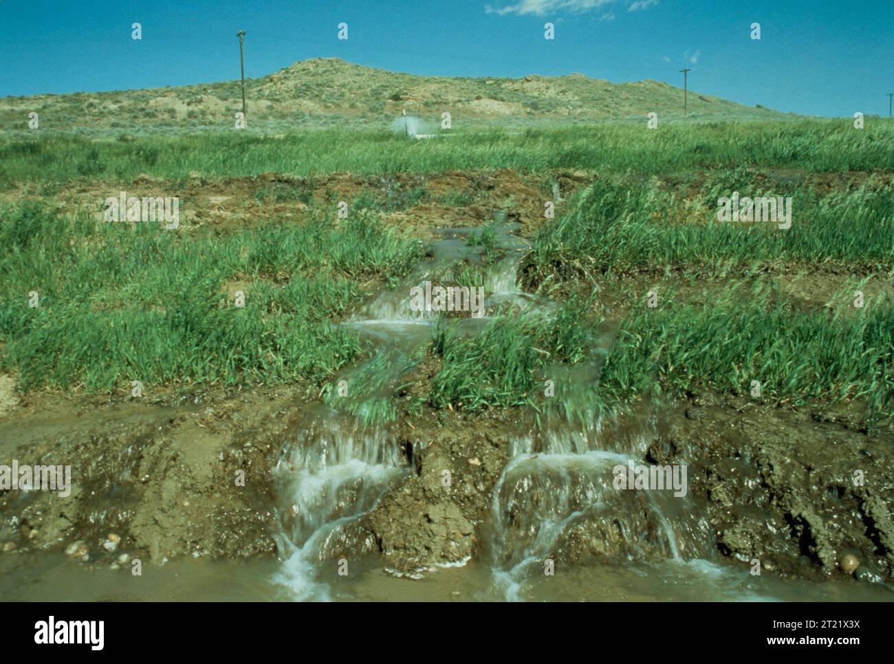 Irrigation runoff causes water loss and soil erosion, exacerbated by ...