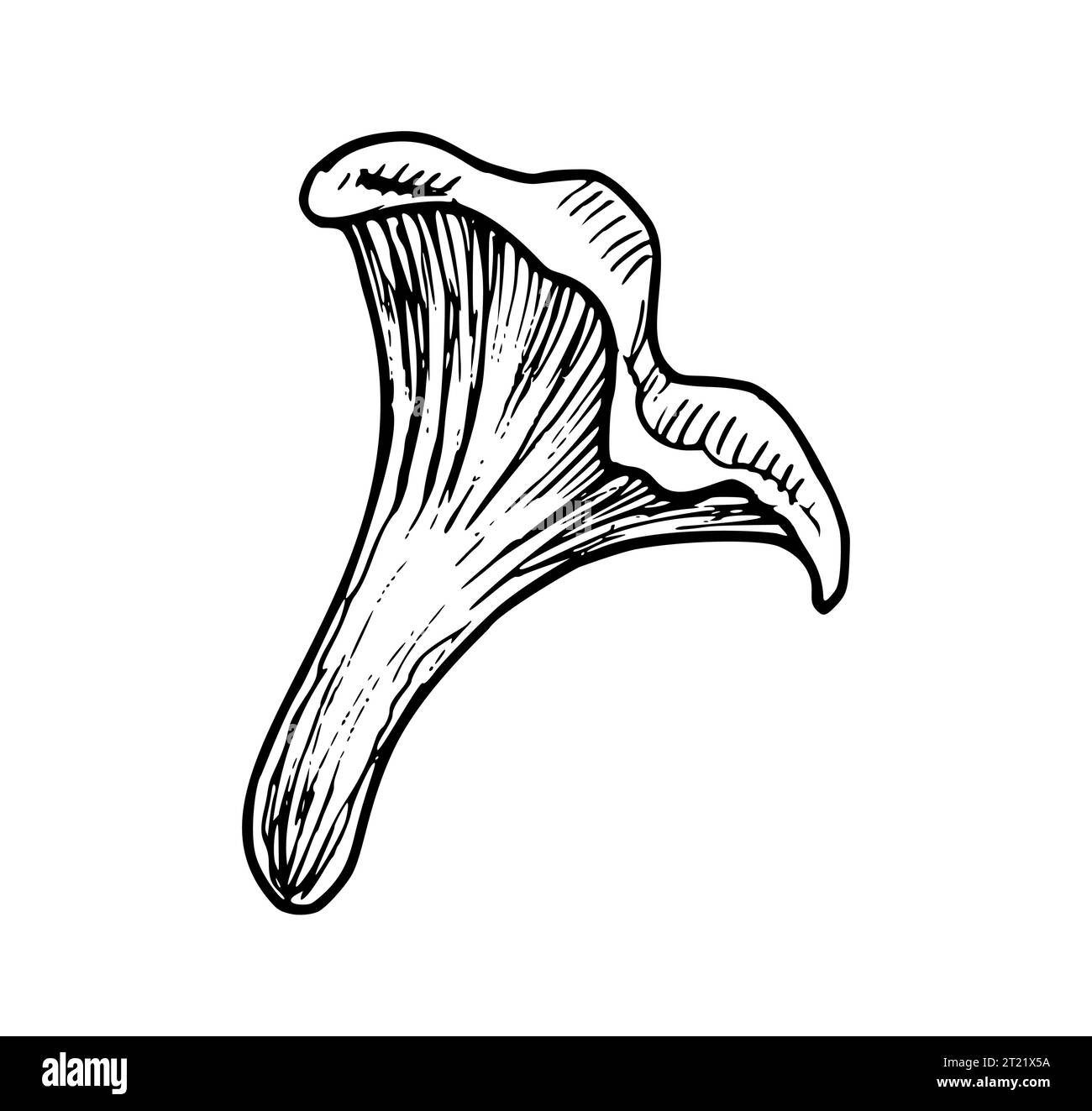 Drawing of Chanterelle Mushroom. Hand draw vector illustration of ...