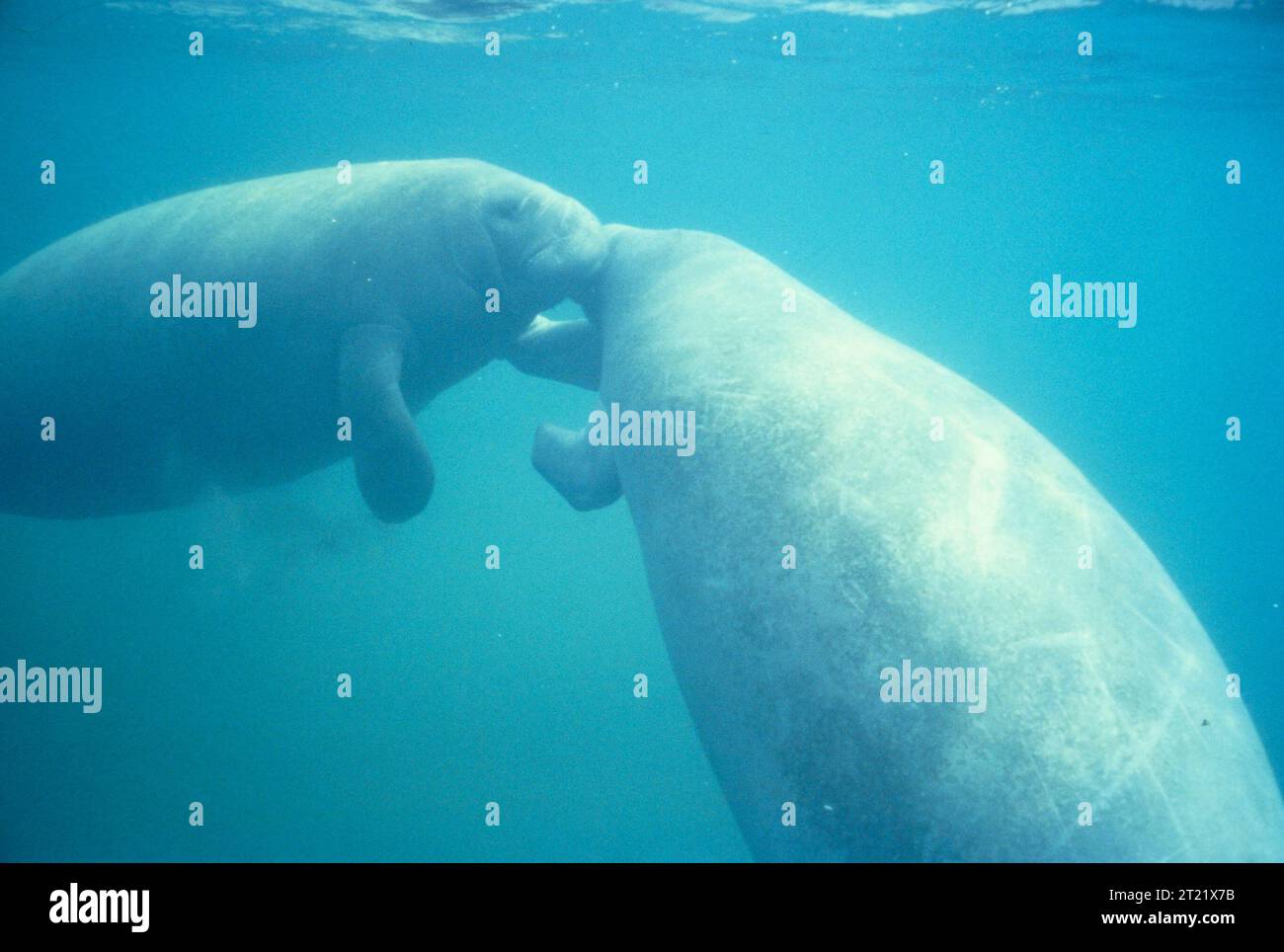 Manatees With Scars