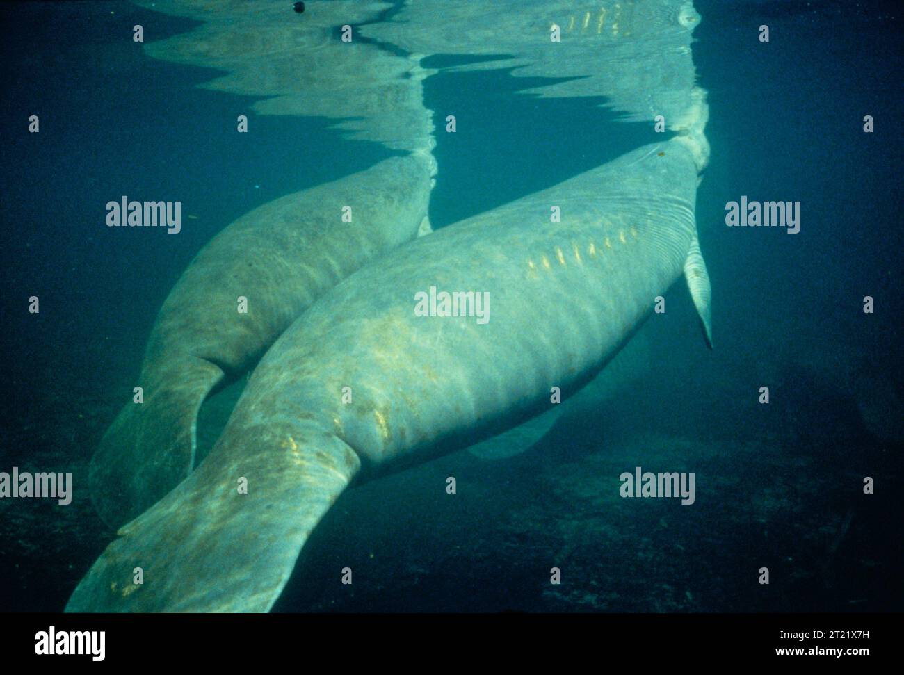 Propeller scar hi-res stock photography and images - Alamy
