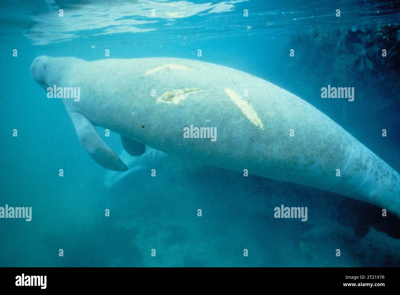 Manatee with scars on back hi-res stock photography and images - Alamy